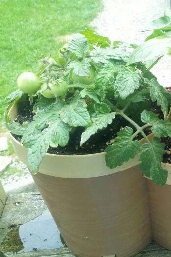 Tomato | Project Noah