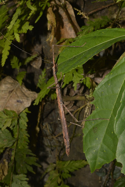 Winged Stick Insect, Phasmid - Female | Project Noah