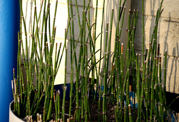 Horsetail Reed | Project Noah
