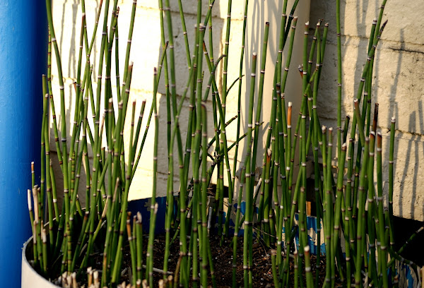 Horsetail Reed | Project Noah