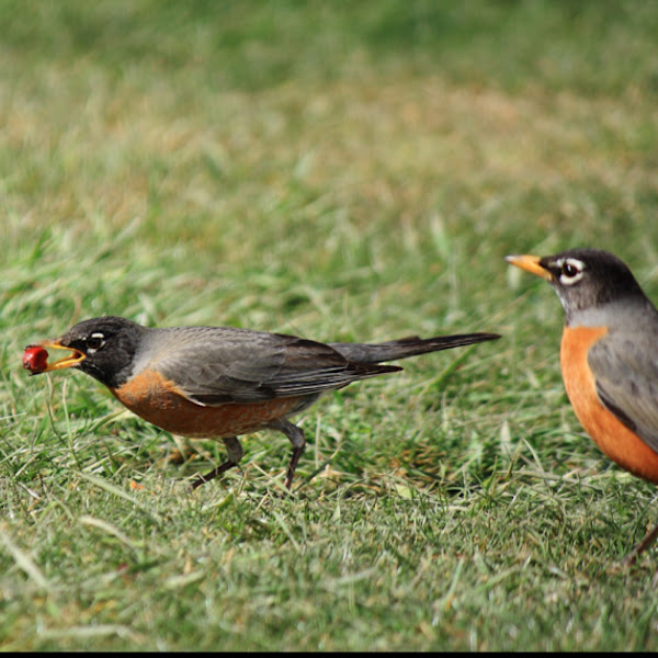 American Robin | Project Noah