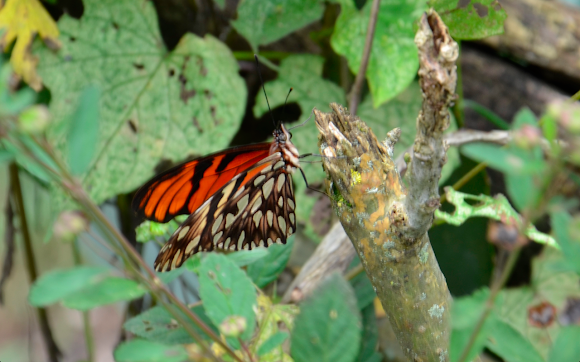 Juno longwing | Project Noah