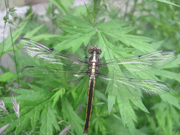 Great Blue Skimmer (Female) | Project Noah