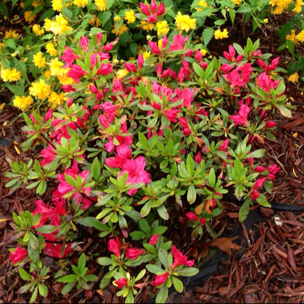 Red Azalea | Project Noah