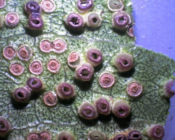 Gall inducing scale insect | Project Noah