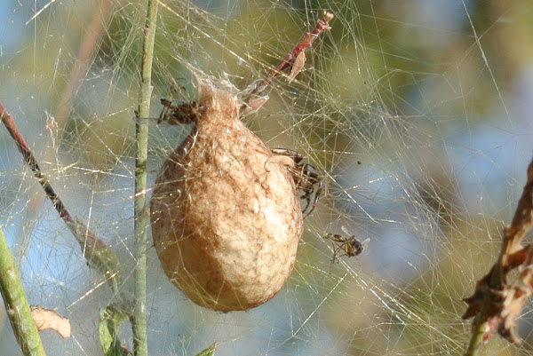 Egg Sack of Black and Yellow Garden Spider | Project Noah
