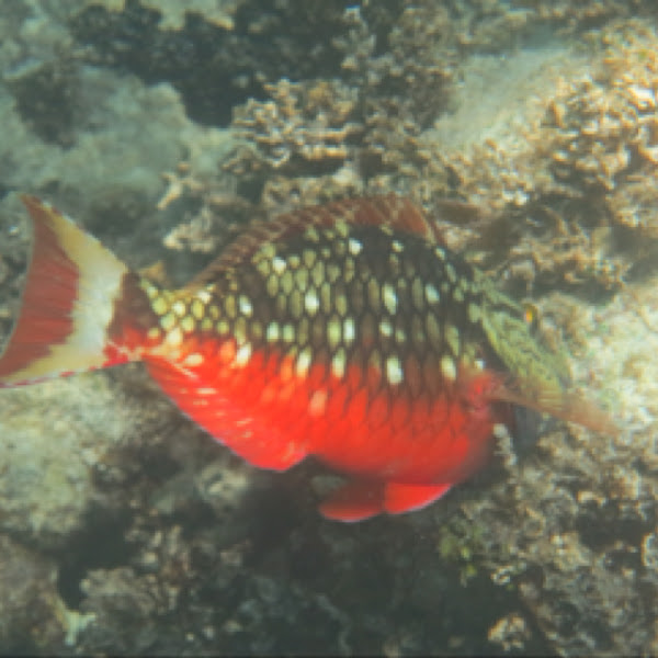 Stoplight Parrotfish Initial phase | Project Noah