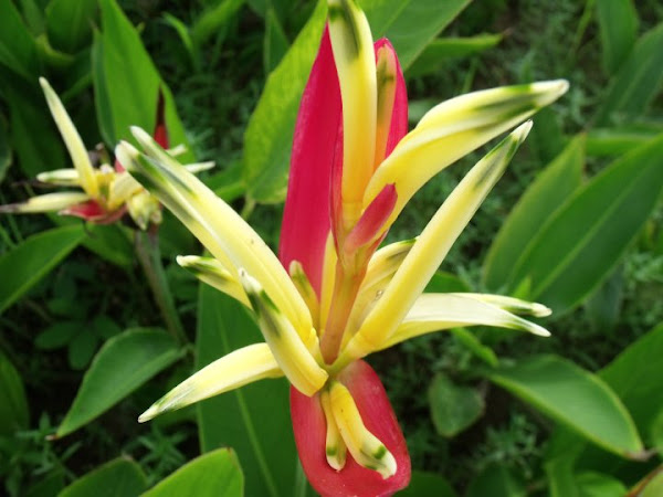 Bandera Espanola Flower - Home Alqu