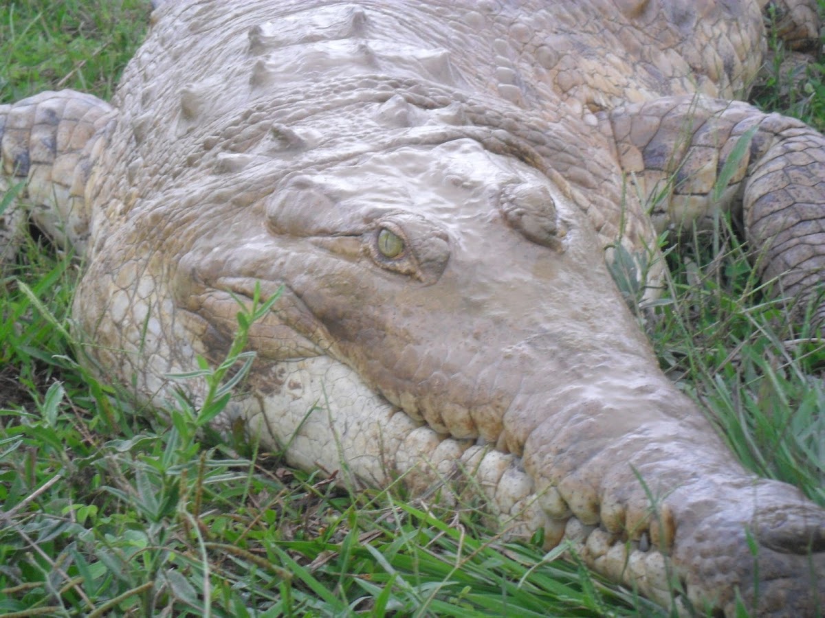 Caimán del Orinoco | Project Noah