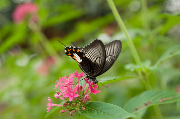 Papilio Alphenor | Project Noah