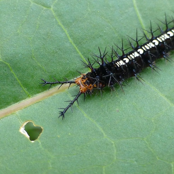Angled Castor caterpillar | Project Noah