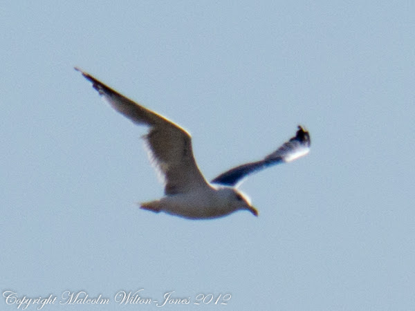 Yellow-legged Gull | Project Noah
