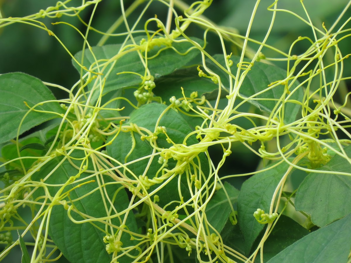 Love Vine | Project Noah