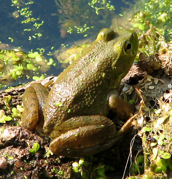 American Bullfrog | Project Noah
