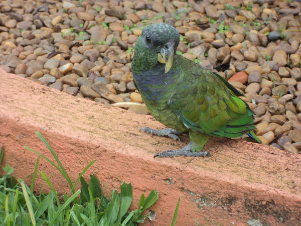 Parrot | Project Noah