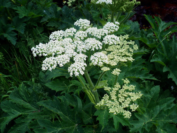 Cow Parsnip | Project Noah