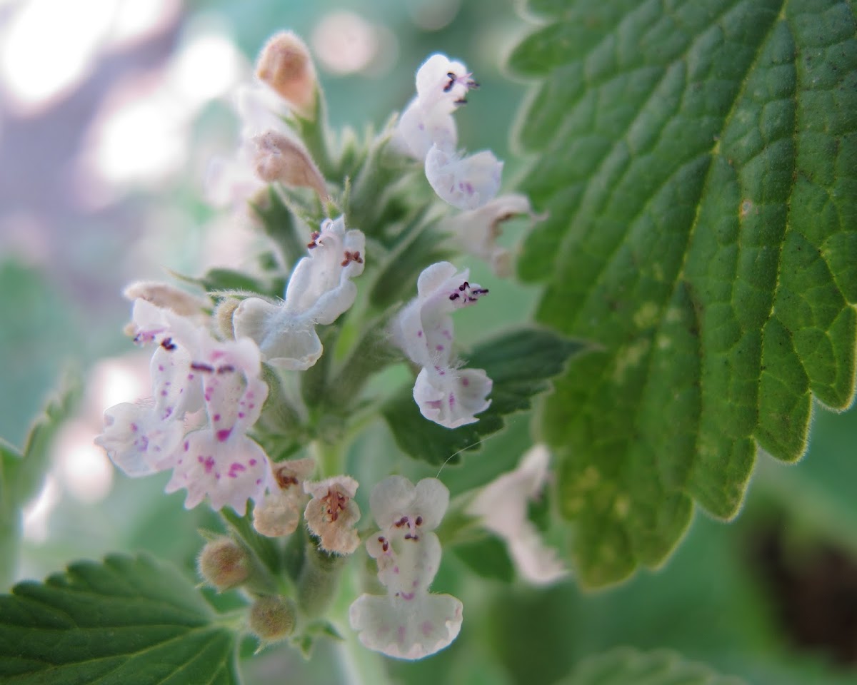 Catnip | Project Noah