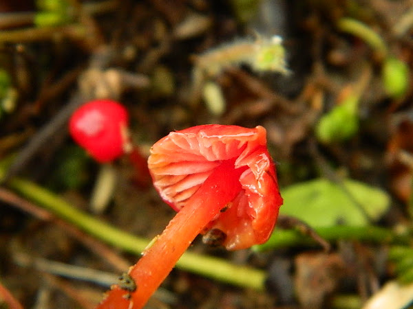 Scarlet Waxy Cap | Project Noah