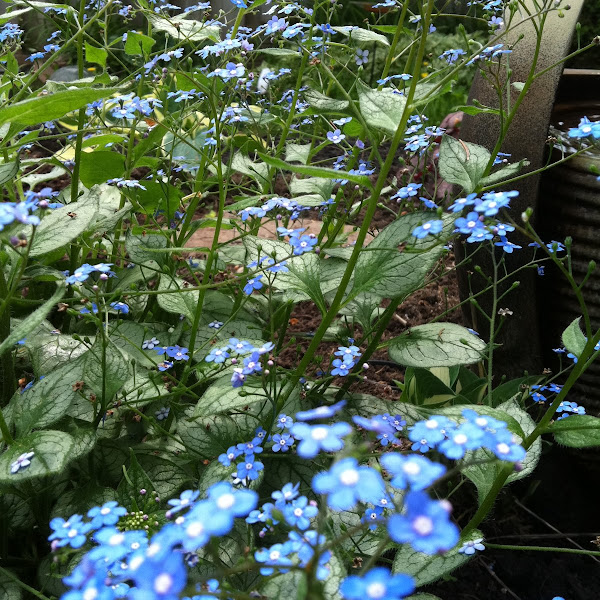 King's Ransom | Project Noah