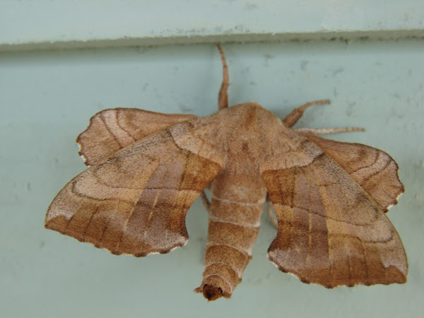 Walnut Sphinx Moth | Project Noah