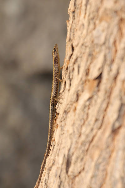 Mottled Snake-eyed Skink | Project Noah