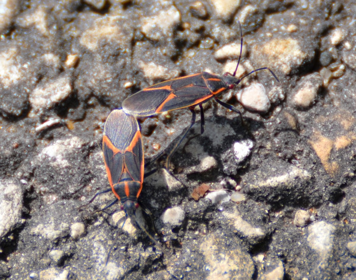 Eastern Boxelder Bug | Project Noah