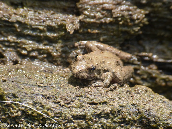 Northern cricket frog | Project Noah