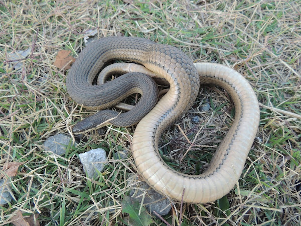 Grahams crayfish snake | Project Noah