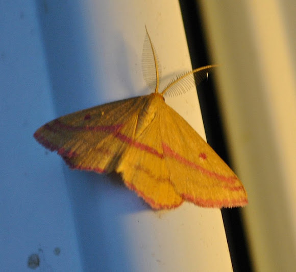 Chickweed Geometer Moth | Project Noah