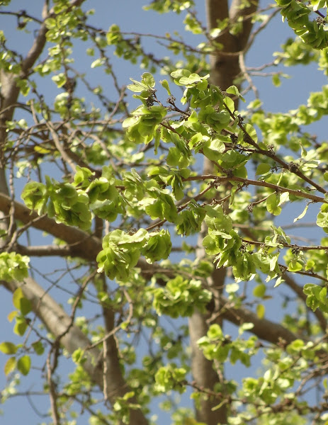 Indian Elm चिलबिल | Project Noah