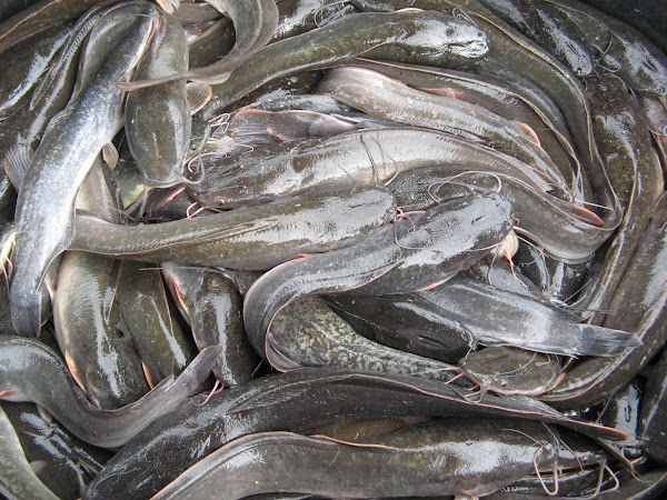 Catfish | Project Noah