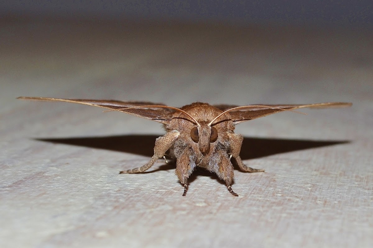 Echo Achaea | Project Noah