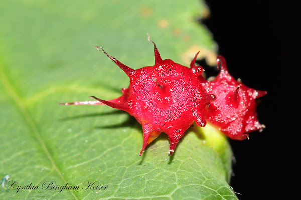Spiny Leaf Gall Wasp | Project Noah