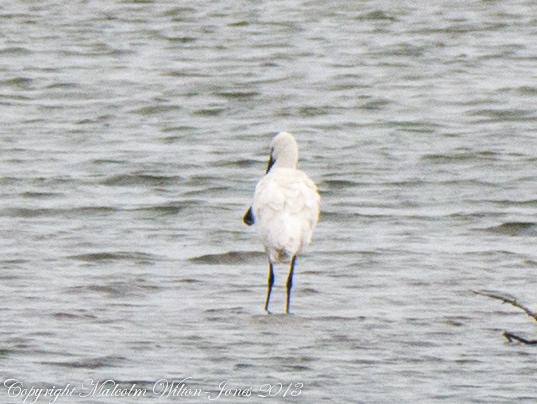 Spoonbill | Project Noah