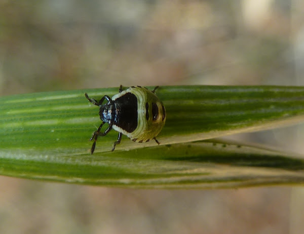 Common Green Shieldbug 1st instar | Project Noah