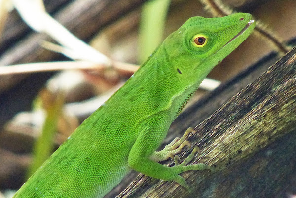 Neotropical Green Anole | Project Noah