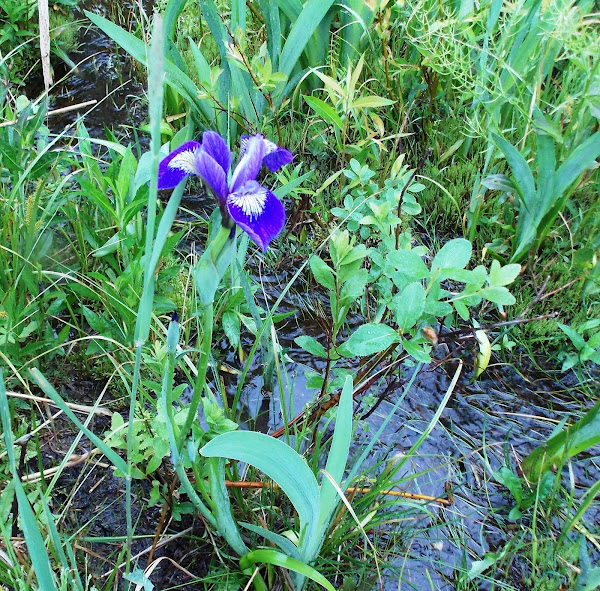 Wild Blue Flag Iris | Project Noah