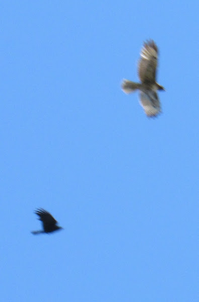 Red-tailed hawk? | Project Noah