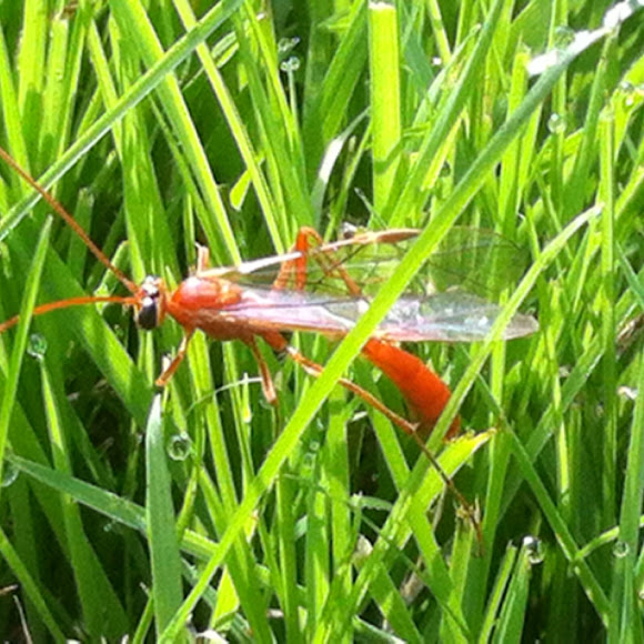 Yellow Ophion ichneumon wasp | Project Noah