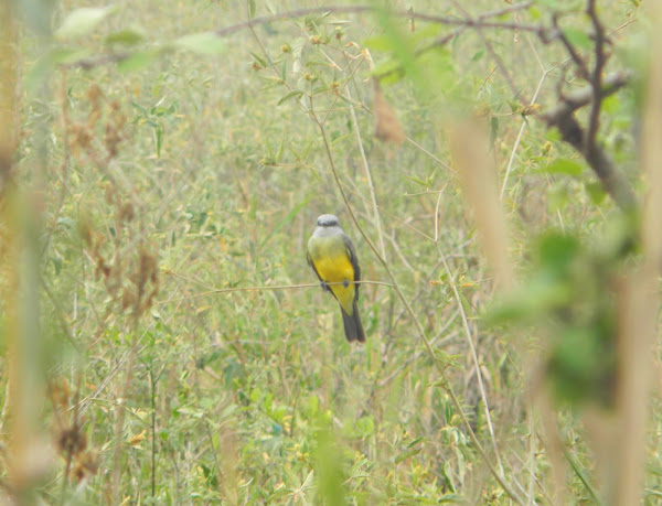 pitogüé - tropical kingbird | Project Noah