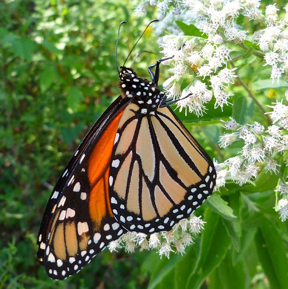 Monarch Butterfly | Project Noah