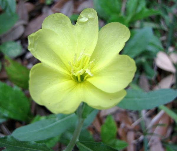 Cutleaf evening primrose | Project Noah