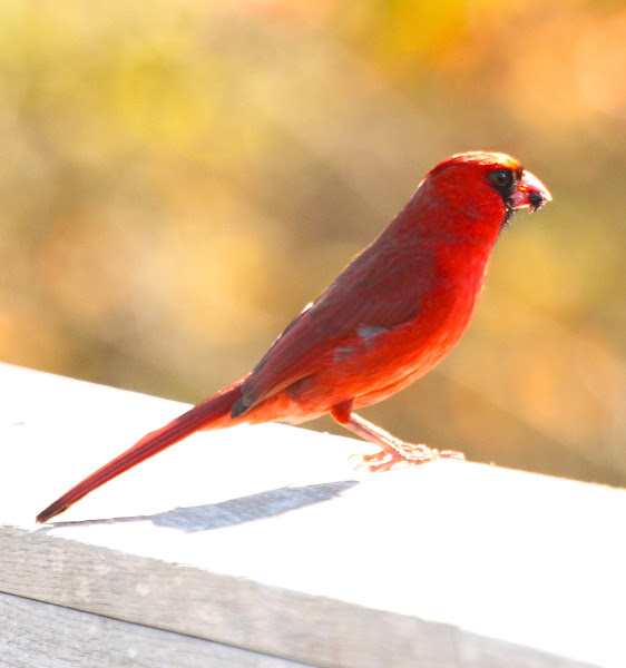 Northern Cardinal | Project Noah