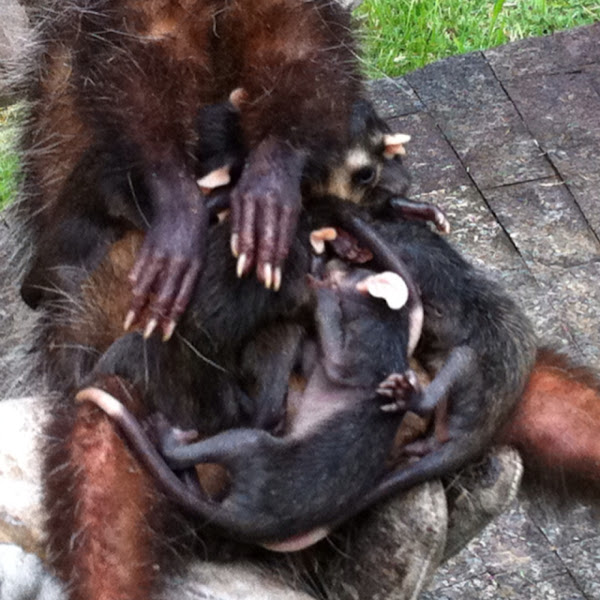 Gambá | Project Noah