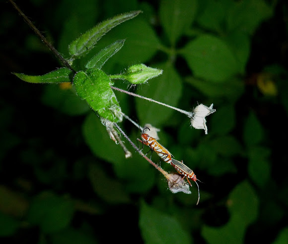 Red Bugs Mating | Project Noah