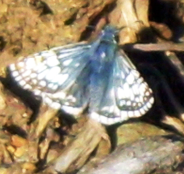 White Checkered Skipper | Project Noah