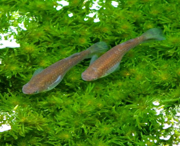 Western mosquitofish | Project Noah