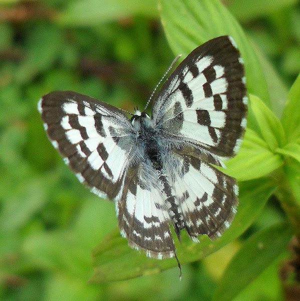 Common Pierrot | Project Noah