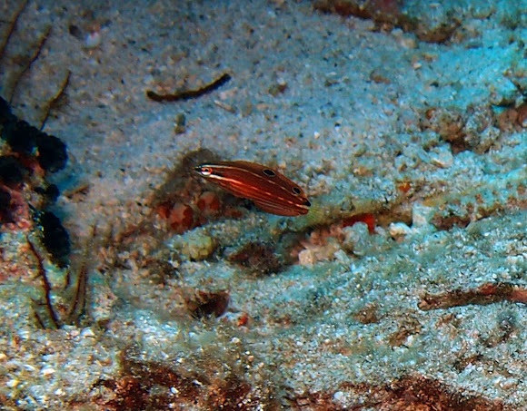 Red-lined wrasse juvenile | Project Noah