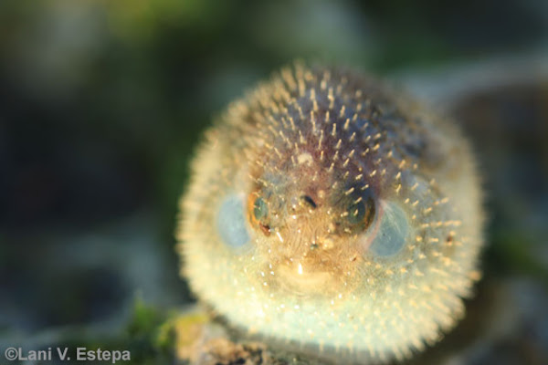 Puffer fish | Project Noah